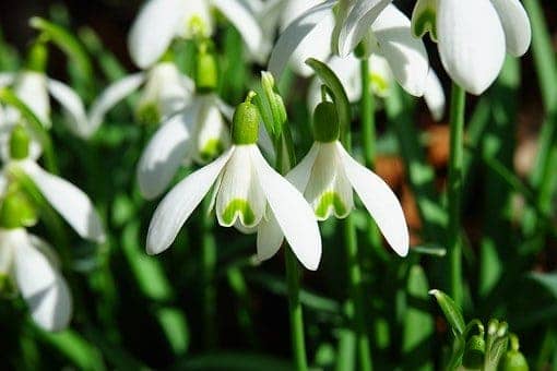 When Can I Move Snowdrops? - The Perfect Garden
