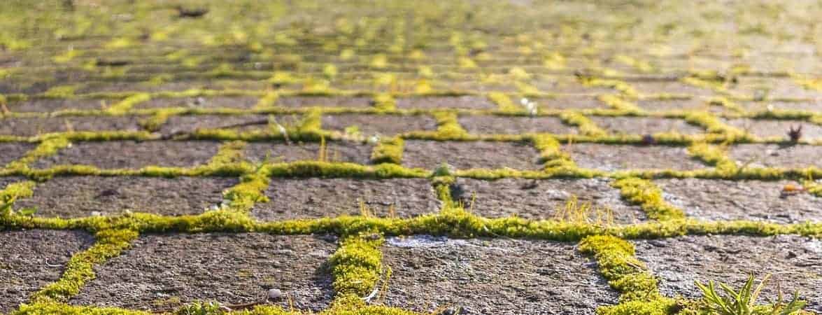 Home & Garden Cleaner and Moss killer - The Perfect Garden