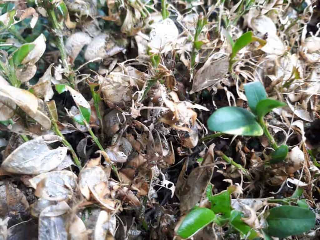 How to Save Your Box Plants and Hedges