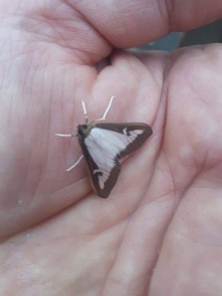 How to Save Your Box Plants and Hedges