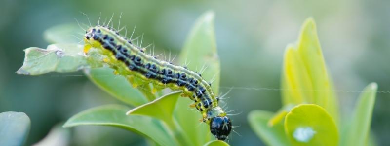 How to Stop Caterpillars Eating Box Plants UK